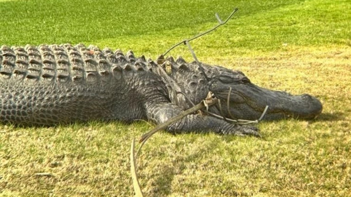 How to Help an Alligator with a Tomato Cage Stuck on Its Head - Camping ...