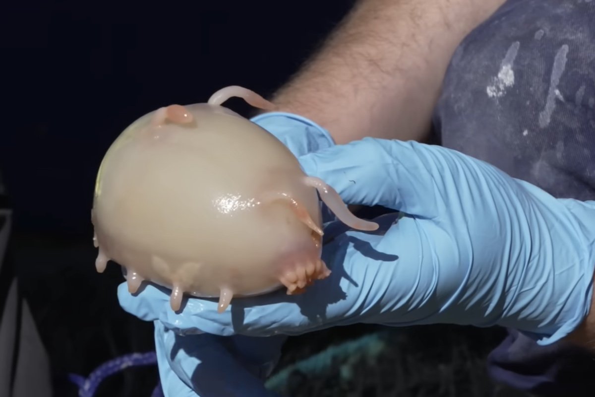 Scientists Discover Unusual New Marine Species off New Zealand Coast ...