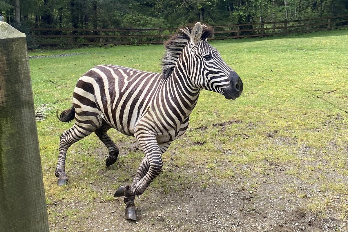 Zebras Leave Down Interstate in Washington State - Camping Marie