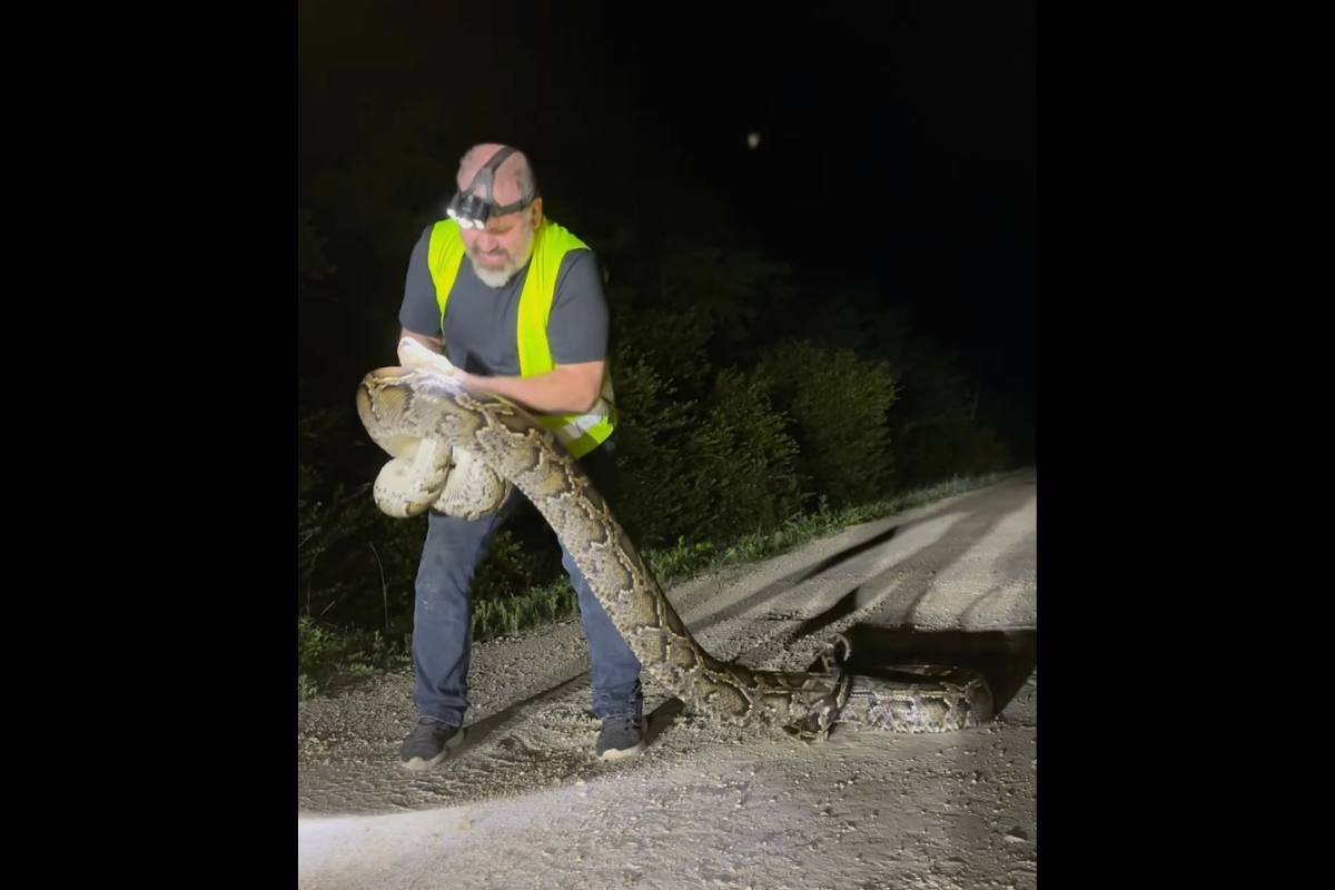 View a Trapper Tangle With an Enormous 17-Foot Burmese Python - Camping ...